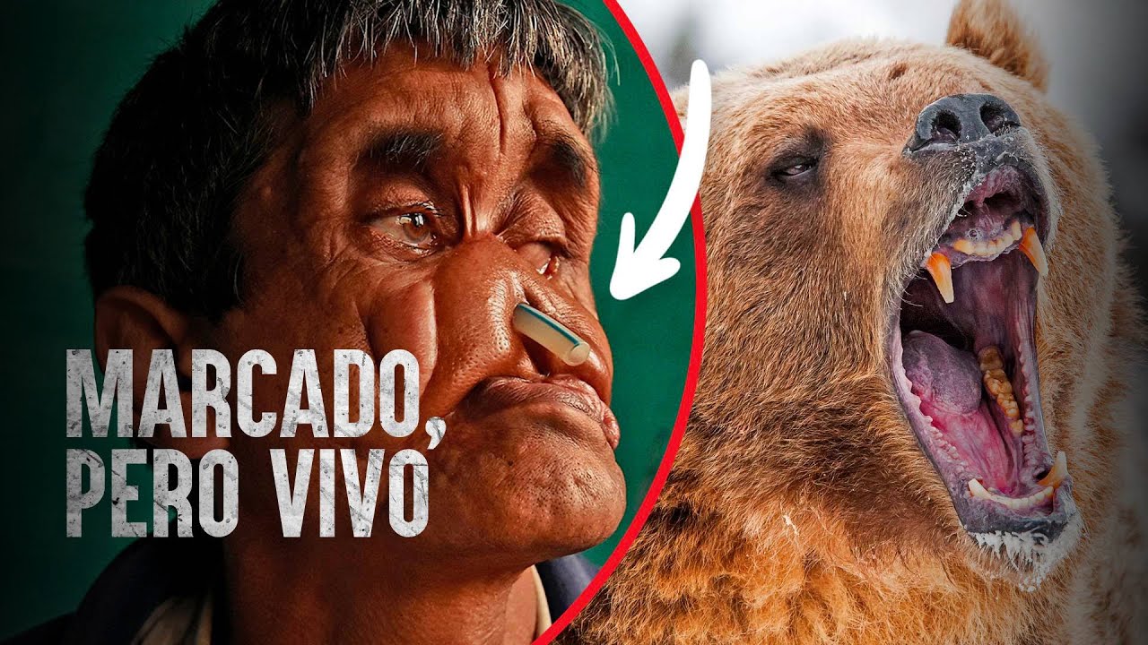 Cómo Sobrevivir El Encuentro Con Un Oso Pardo
