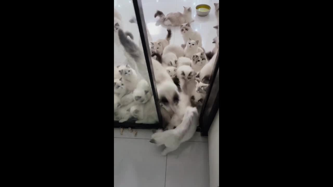 Adorable Minuet cats play and run around in Jiangxi, China