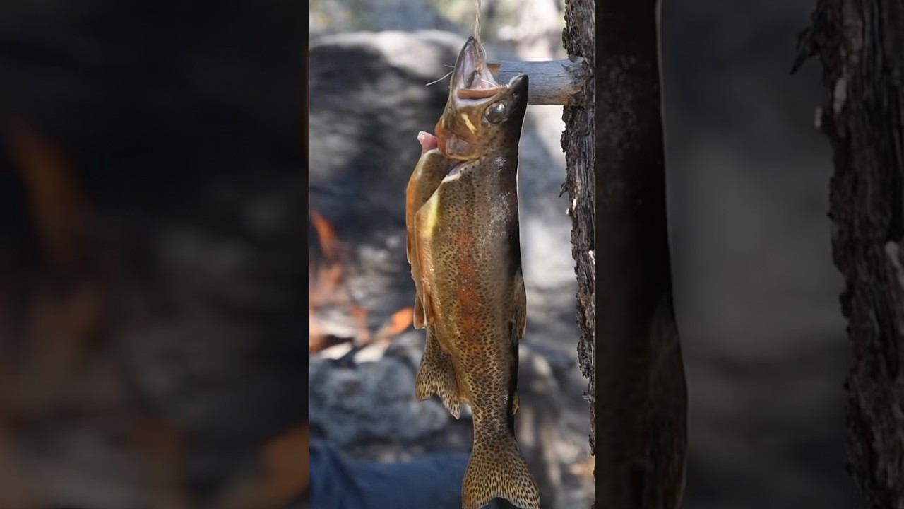 Perfectly cooked stone-grilled trout #survival #troutfishing #sierranevada