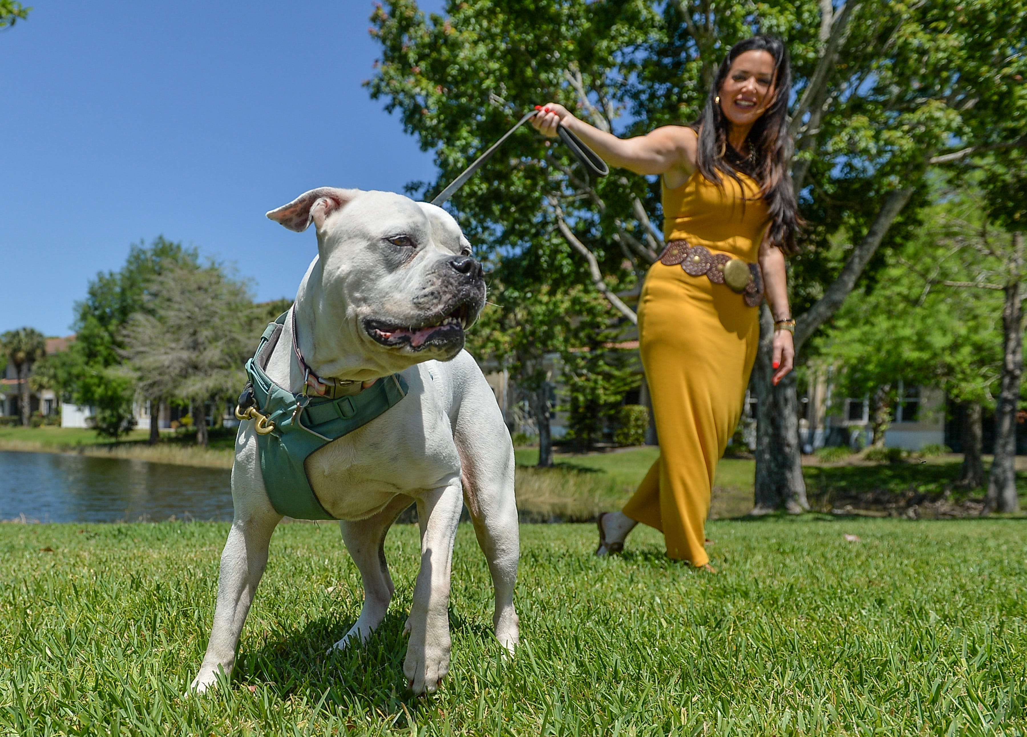 Lulu, a dog abandoned in the Florida Everglades, finds forever home on ...