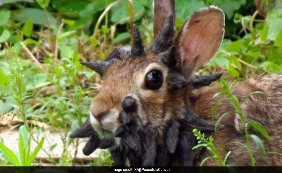 "Zombie-Rabbits": Bunnies In Colorado Spotted With Bizarre Horn-Like ...