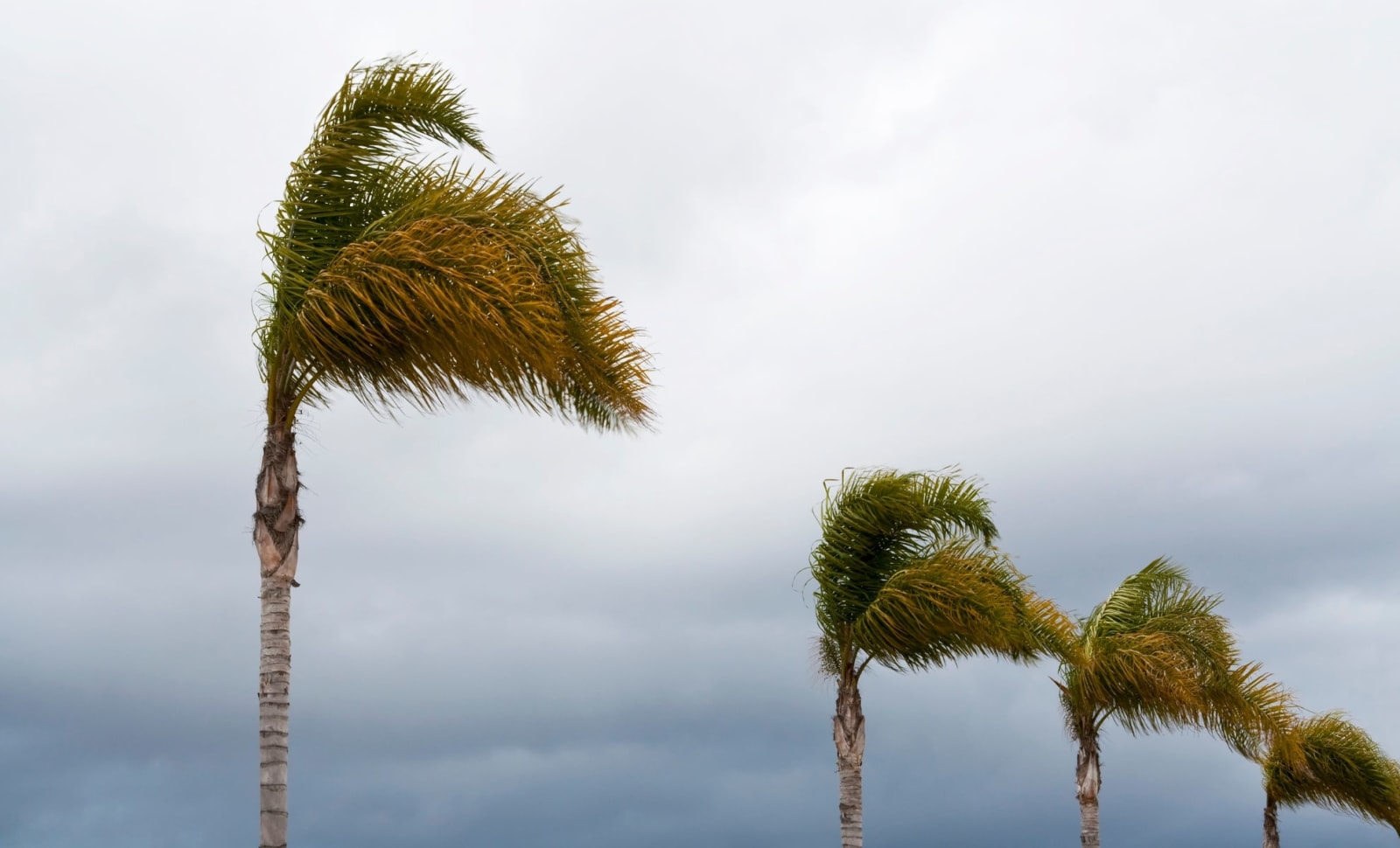 Météo Algérie : Orages, pluies, vents forts et vents de sable sur ces ...