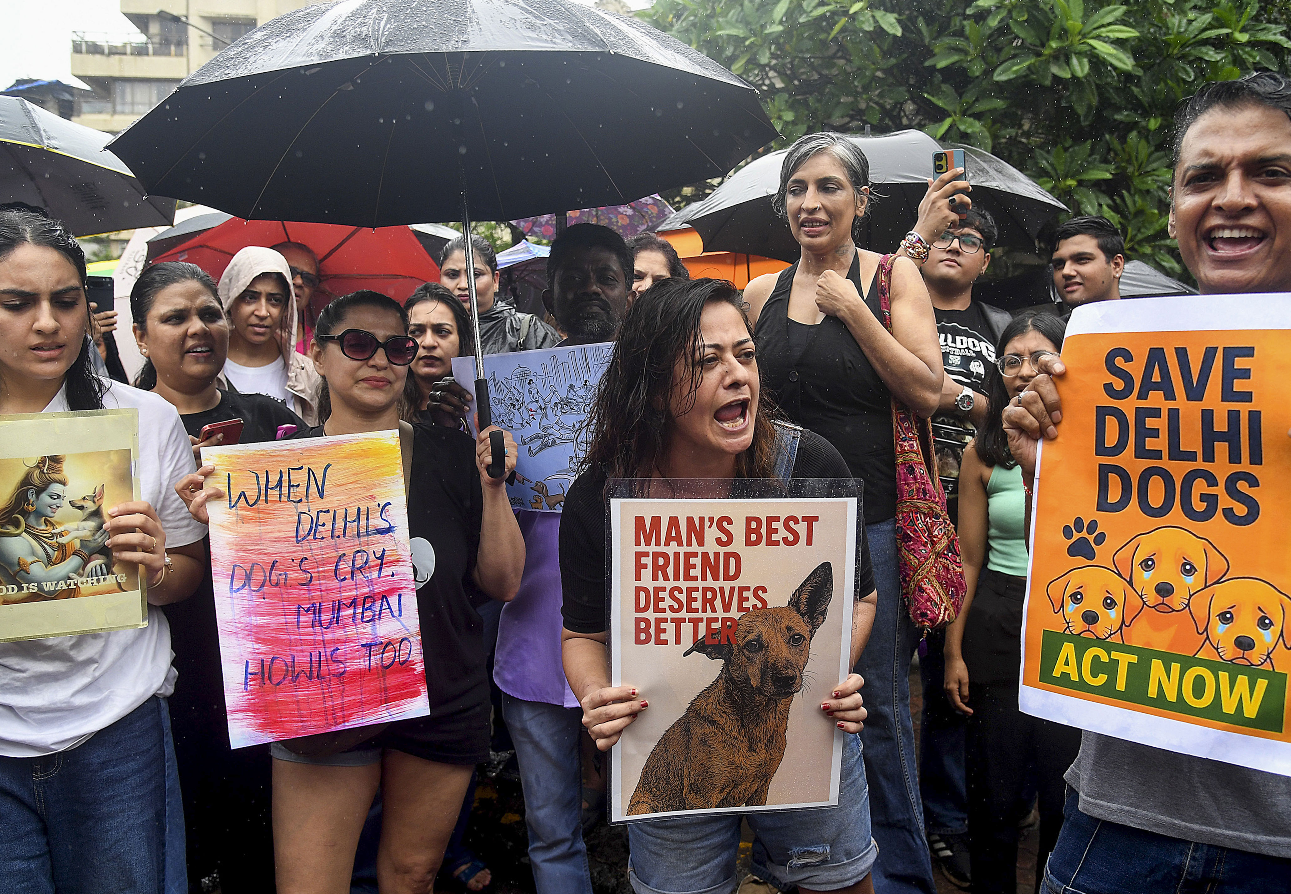'Problem of stray dogs due to 'inaction' of local authorities': SC ...