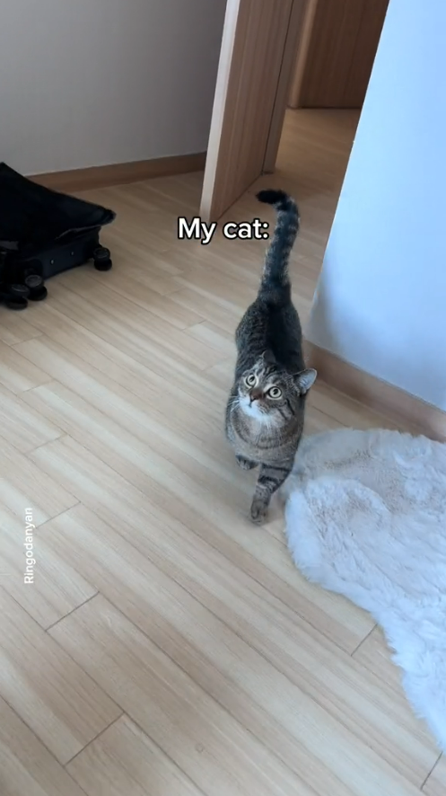 My Cat, My Shadow, My Everything
