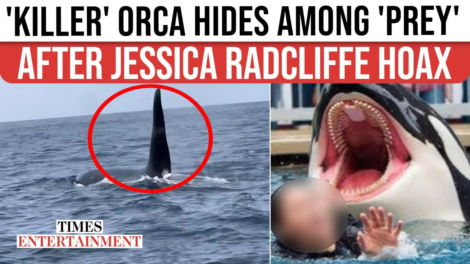 Lone Orca Sparks Curiosity As Killer Whale Spotted Off Massachusetts ...