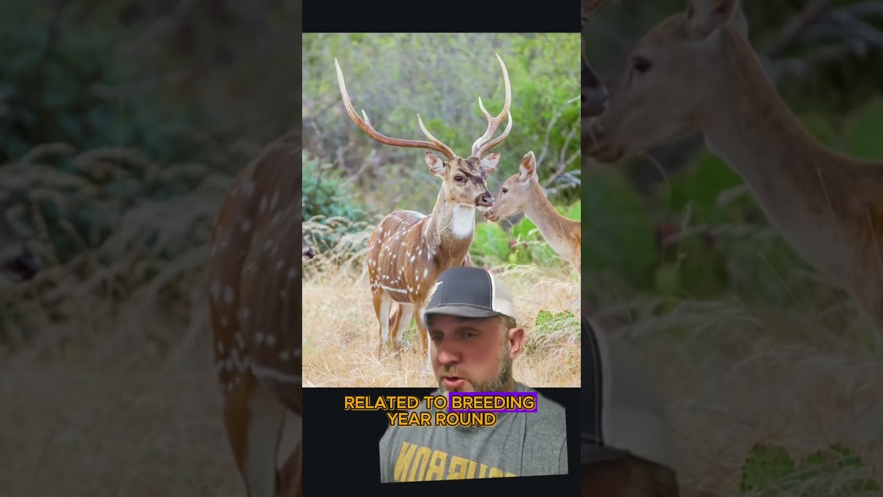 Understand the growth and population of axis deer in Texas