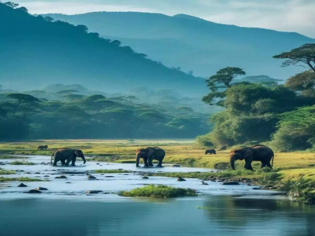 8 iconic animals of India and where to spot them