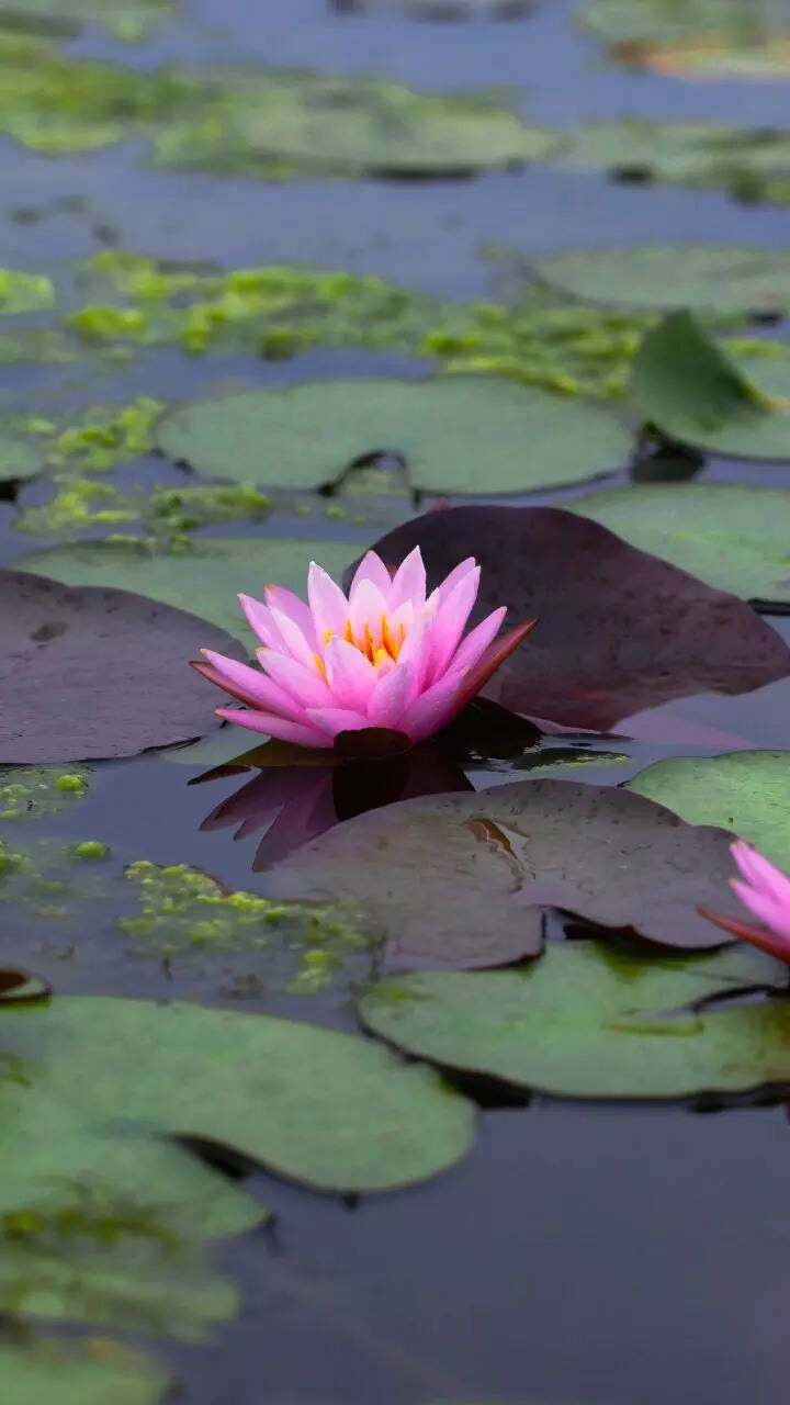 How to build a balcony water garden with easy care steps