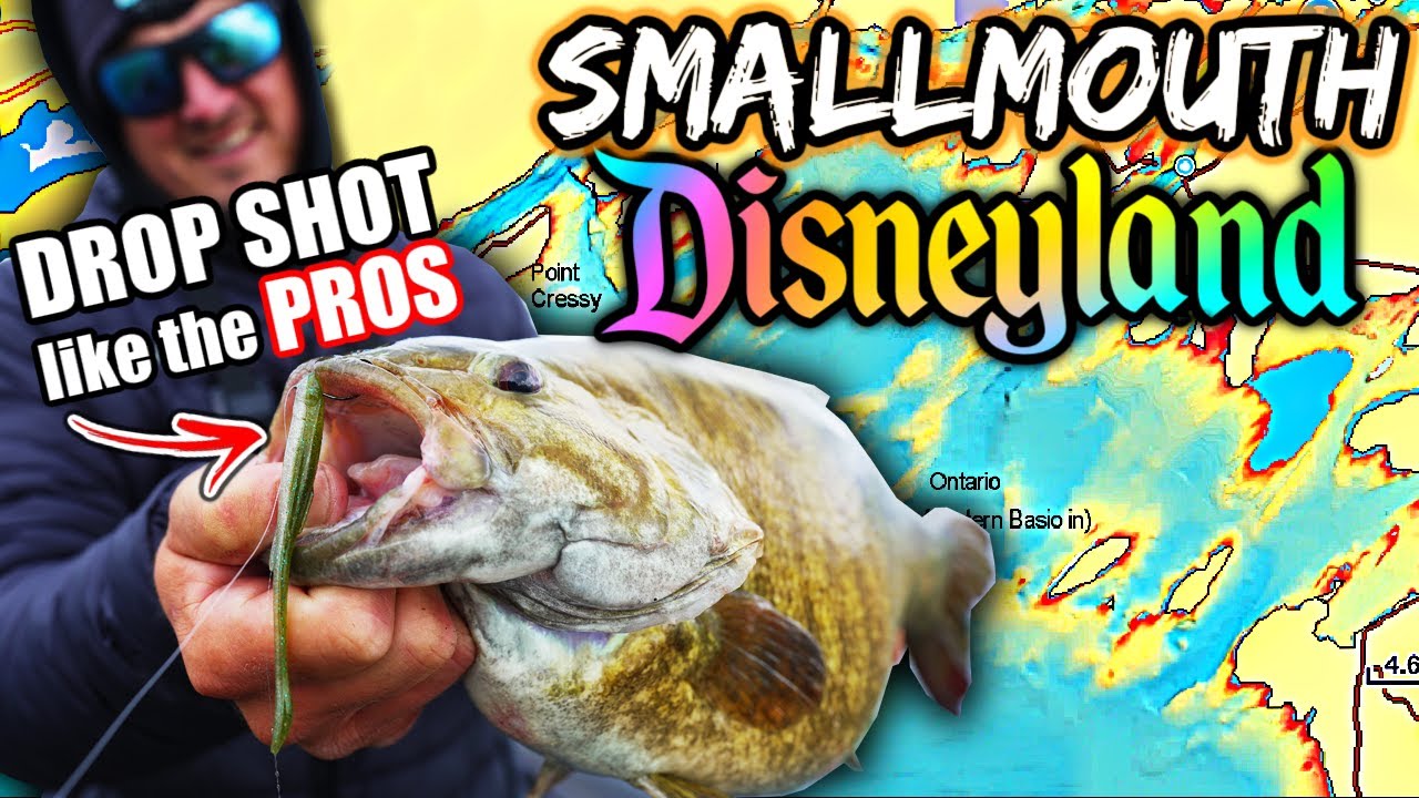 Catch giant bass drop shotting with live scope like a pro