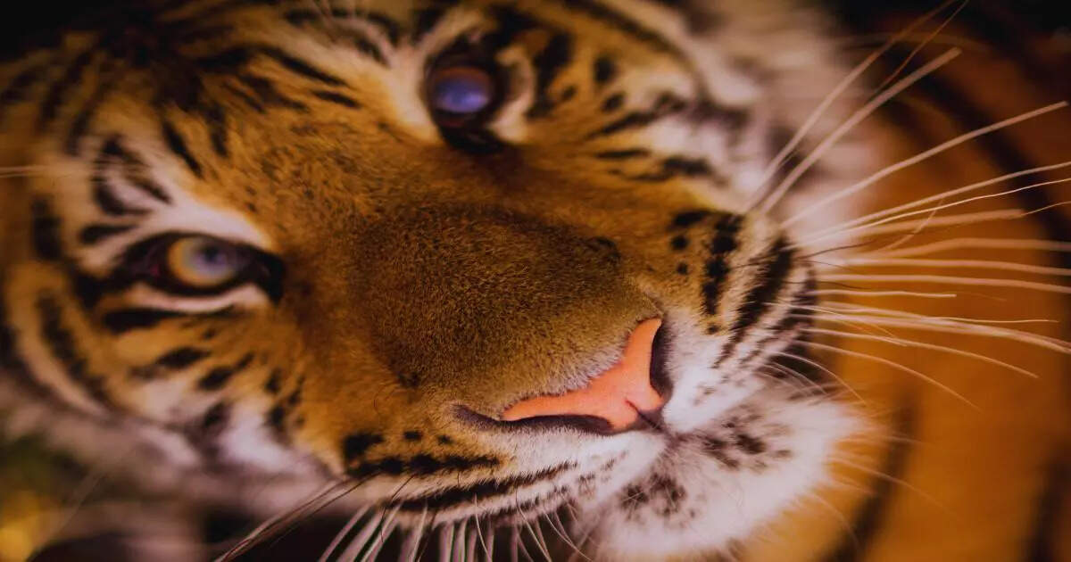 8 iconic animals of India and where to spot them
