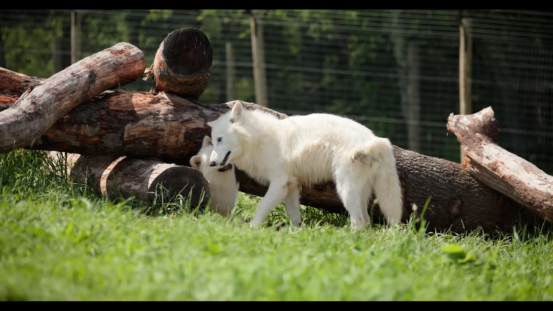 RAW VIDEO: 'De-Extincted' 'Dire Wolf' Pack Play Together For First Time