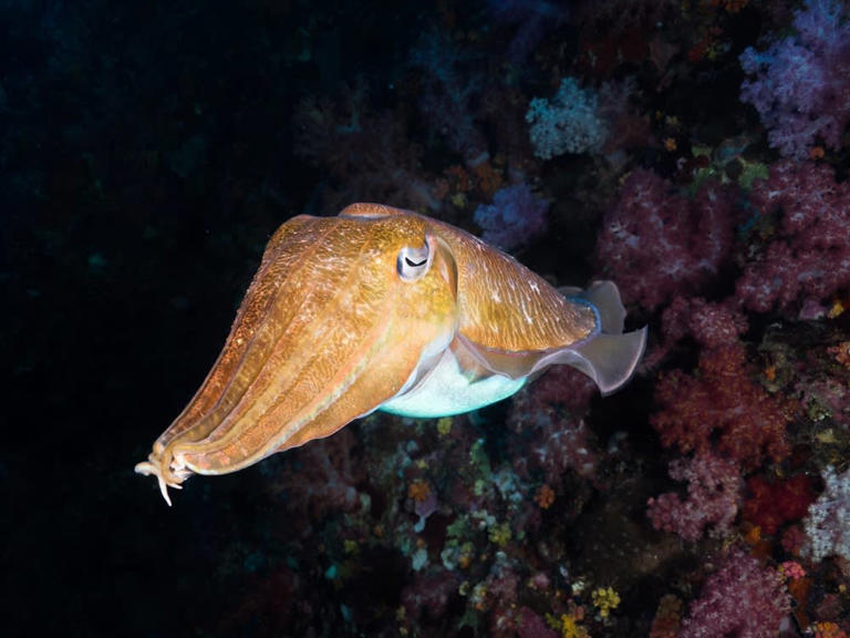 We Knew Cephalopods Were Smart, but Not to This Extent: Cuttlefish Pass ...