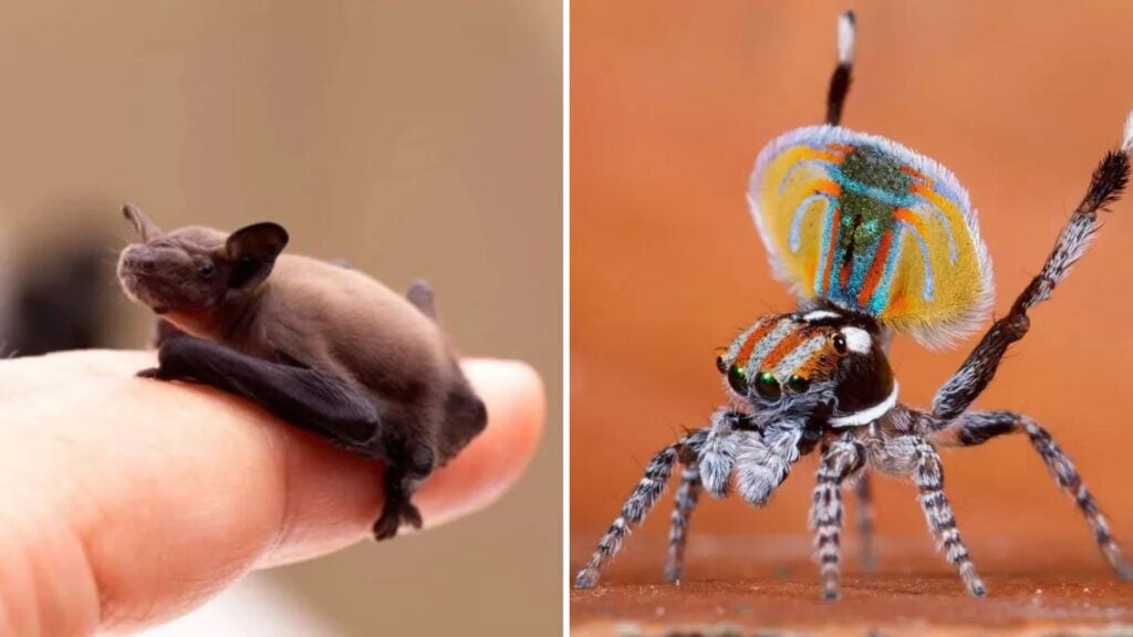 The Tiniest Creatures in the Animal Kingdom