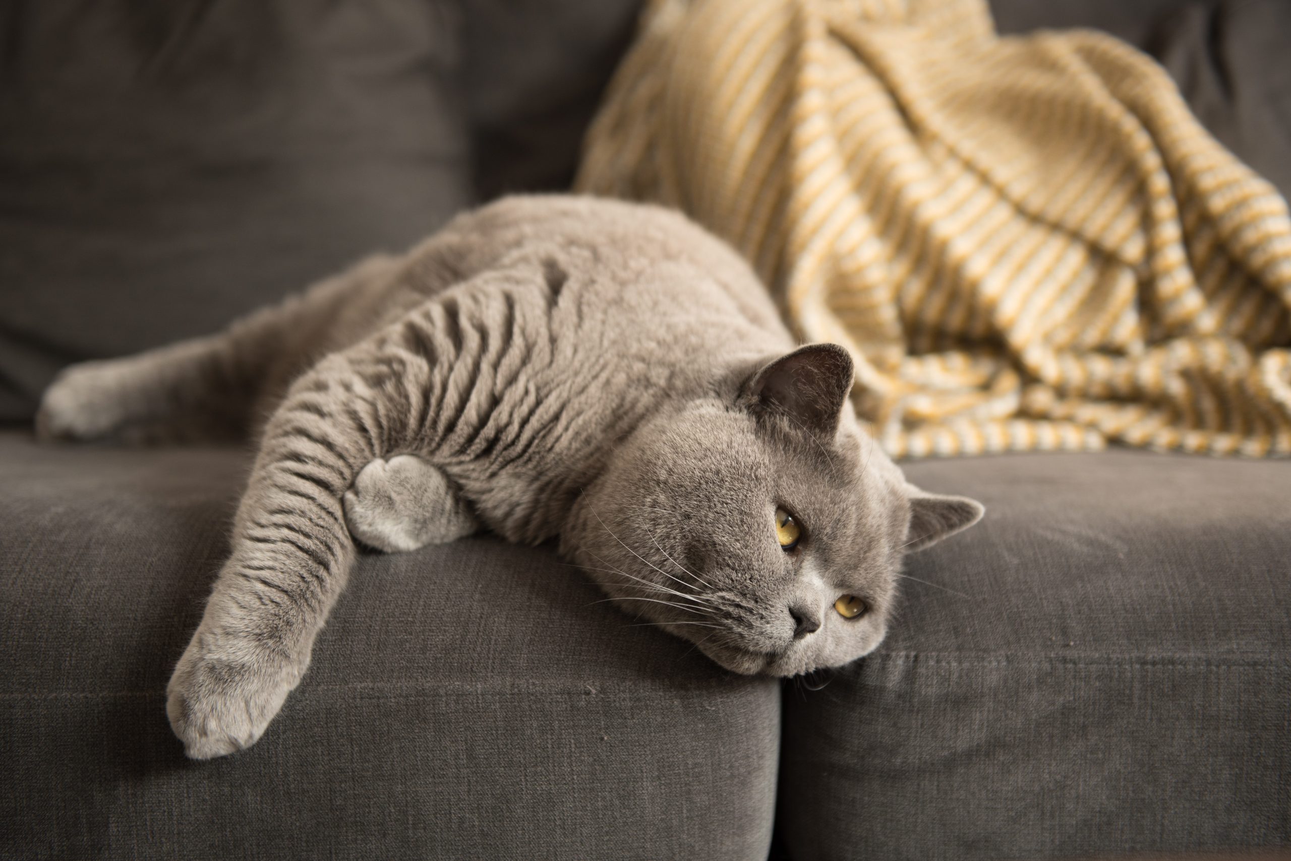14 common cat myths you probably believed were true—until now