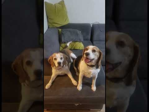Guilty dogs caught making a mess in the kitchen
