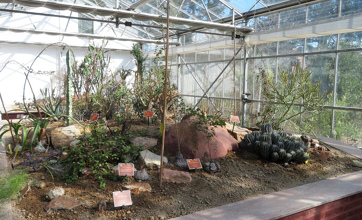 As plantas fáceis de cuidar e que não precisam de poda frequente