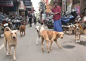 Jammu and Kashmir grapples with canine threat, nearly 150 stray dog ...