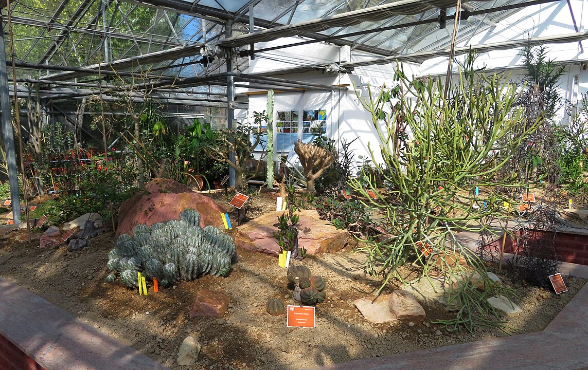 As plantas fáceis de cuidar e que não precisam de poda frequente