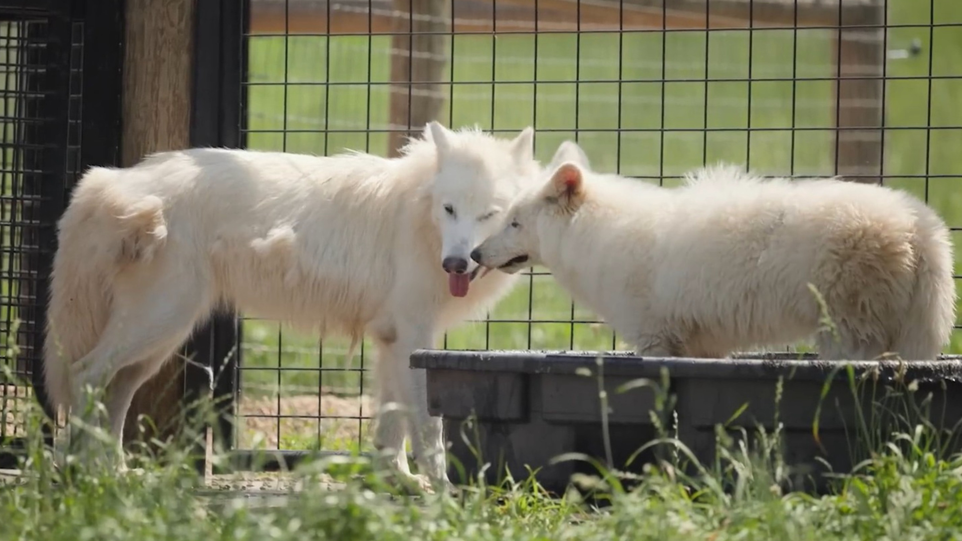 'De-extincted' 'Dire Wolf' Pack Play Together For First Time