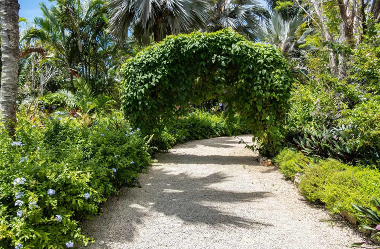How the Blue Iguana Was Saved from the Brink of Extinction