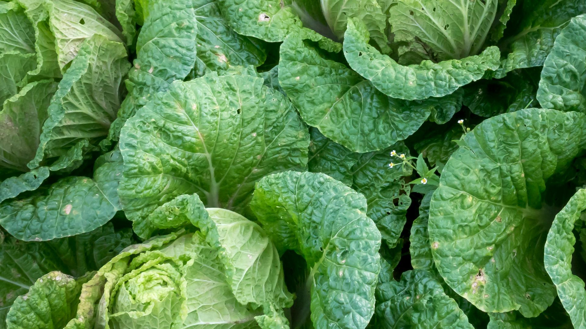 10 Foods To Avoid Bringing To Dinner Parties & 10 That Everyone Loves