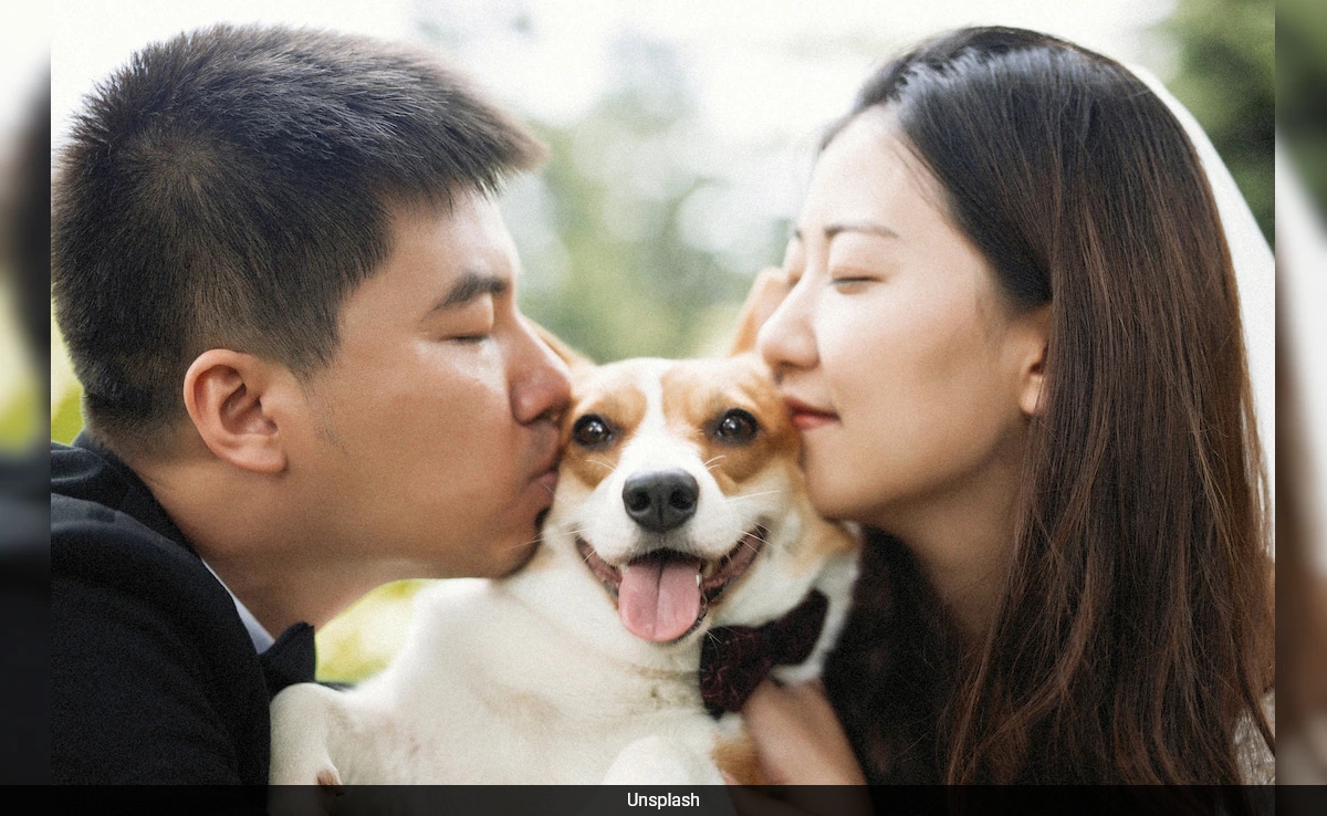 Scam Or Spiritual Gift? Chinese Pet Owners Pay Big To 'Talk' To Dead Pets