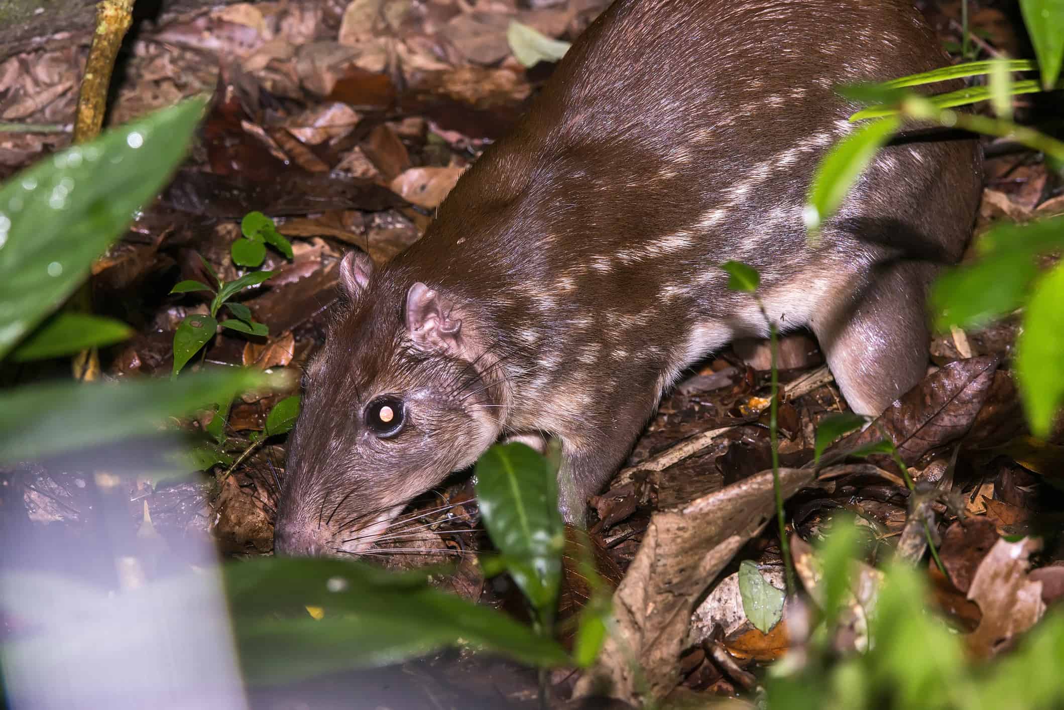 The 12 Largest Rodent Species in the World
