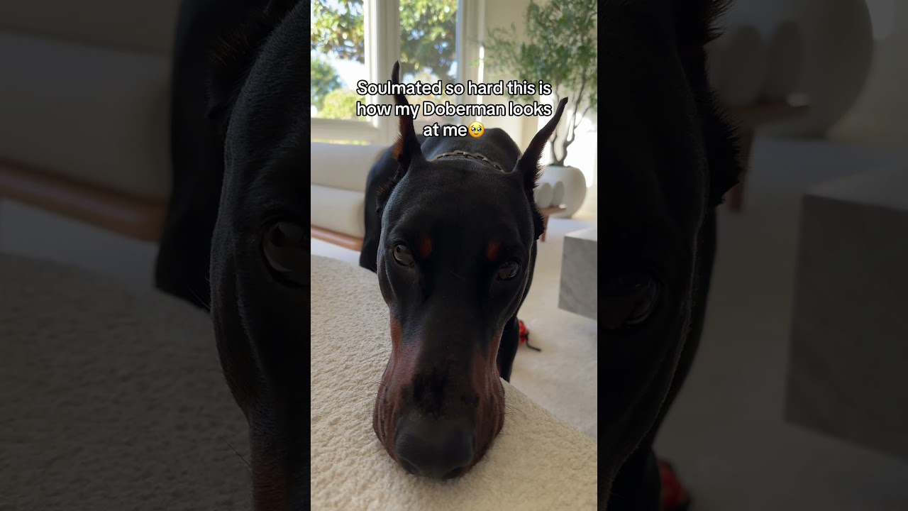 Even Strong Dobermans Still Act Like Big Babies