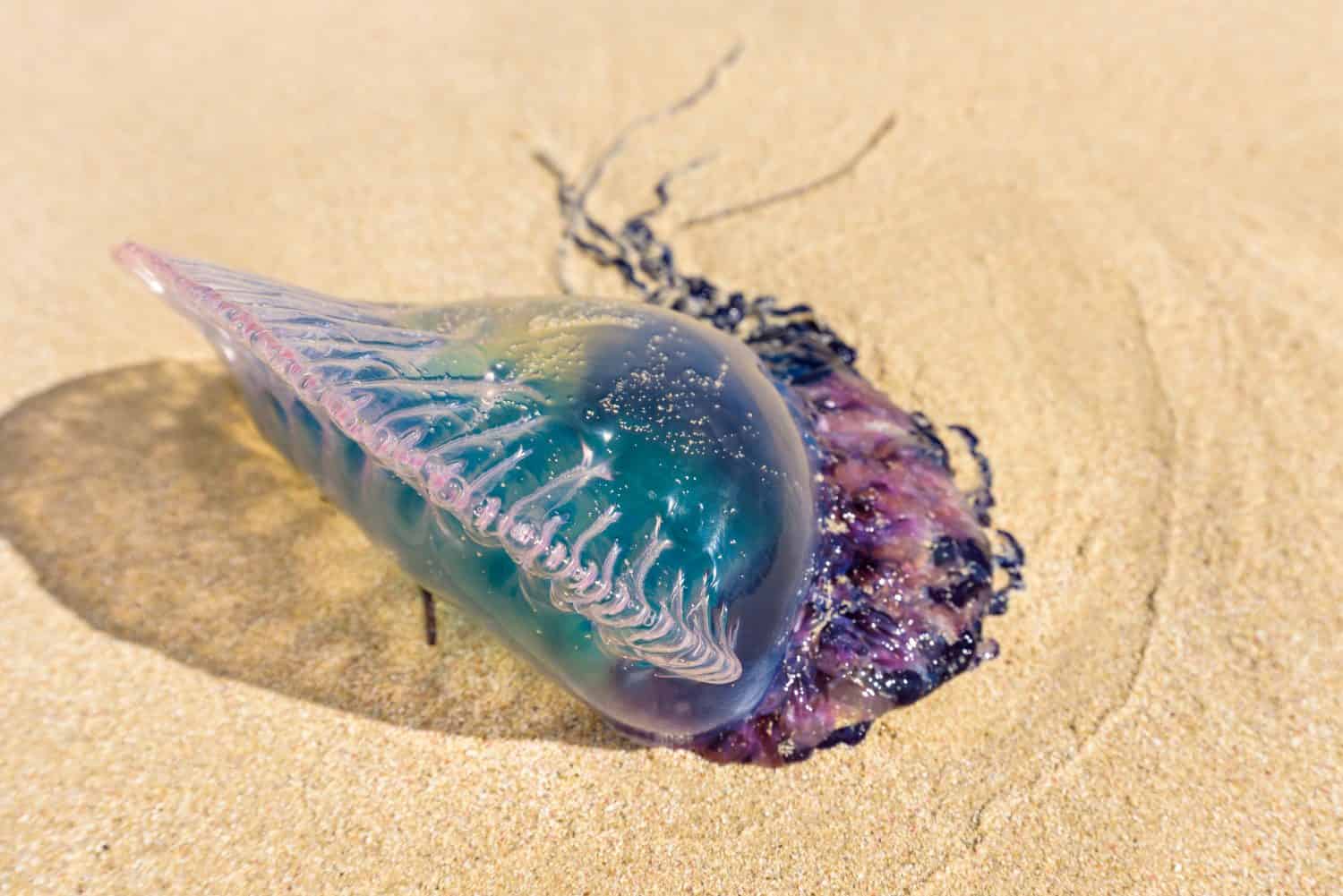 12 Brainless Animals (Seriously) and How They Survive