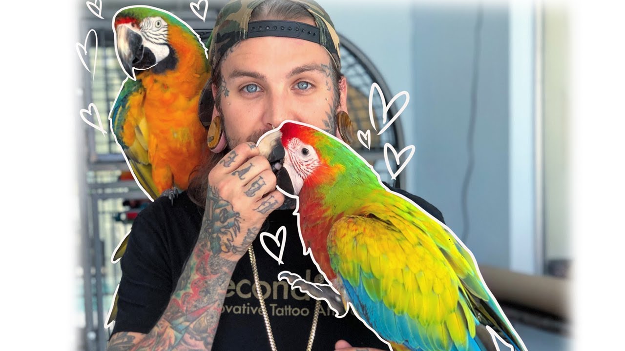 Helping a Fearful Macaw Take the First Step