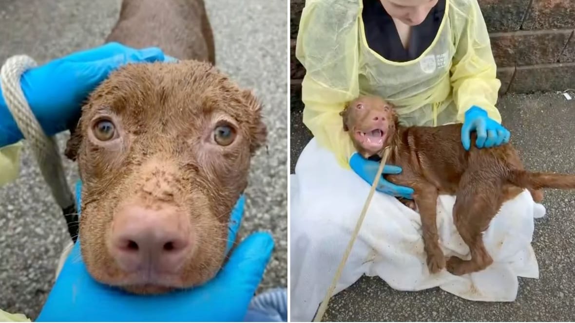 Seven Dogs Trapped in Feces-Filled Camper: Public Demands Justice for ...
