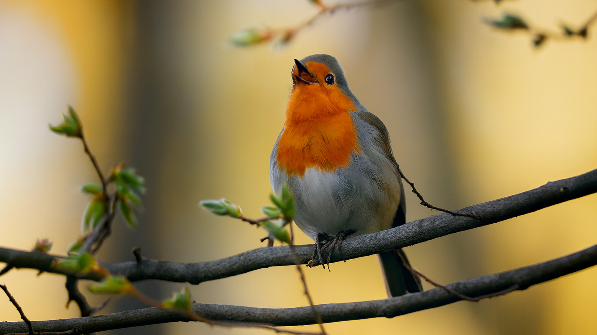European robin – Spring song