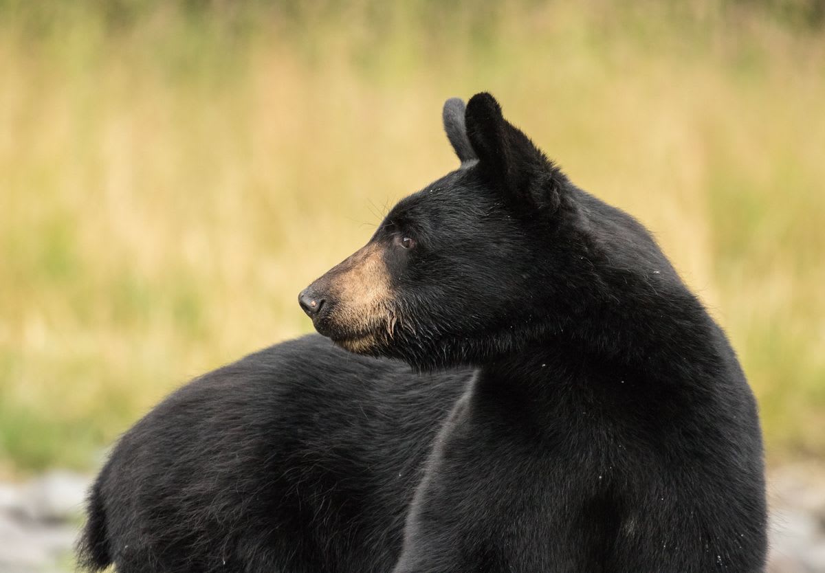 We're Going On A Bear Hunt: Florida Approves First Black Bear Hunt In 10 Years