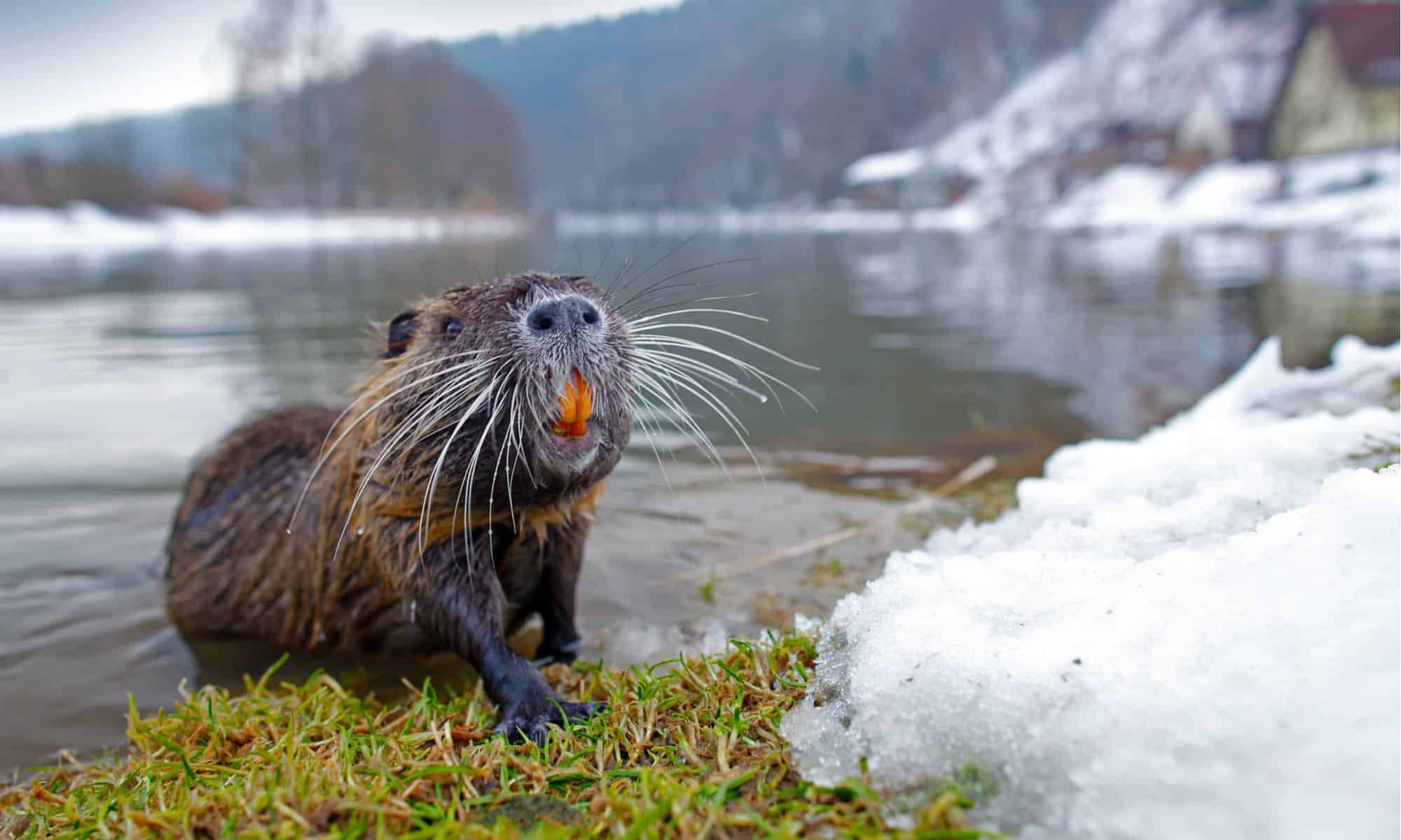 The 12 Largest Rodent Species in the World