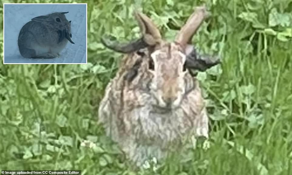 'Frankenstein' rabbits appear in two more states