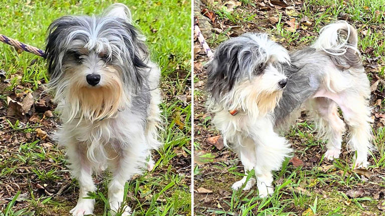 Meet The Sweet Little 10-Pound Dog Searching For Love