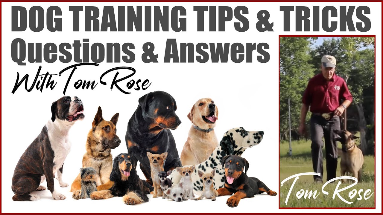 Top Dog Training Tips & Tricks – Q&A with Tom Rose