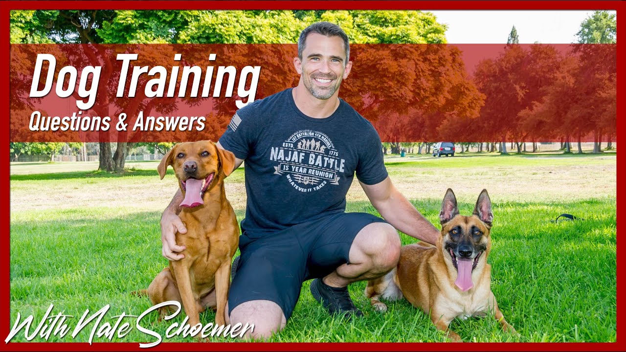 Nate Schoemer Answers Your Dog Training Questions – Part 5