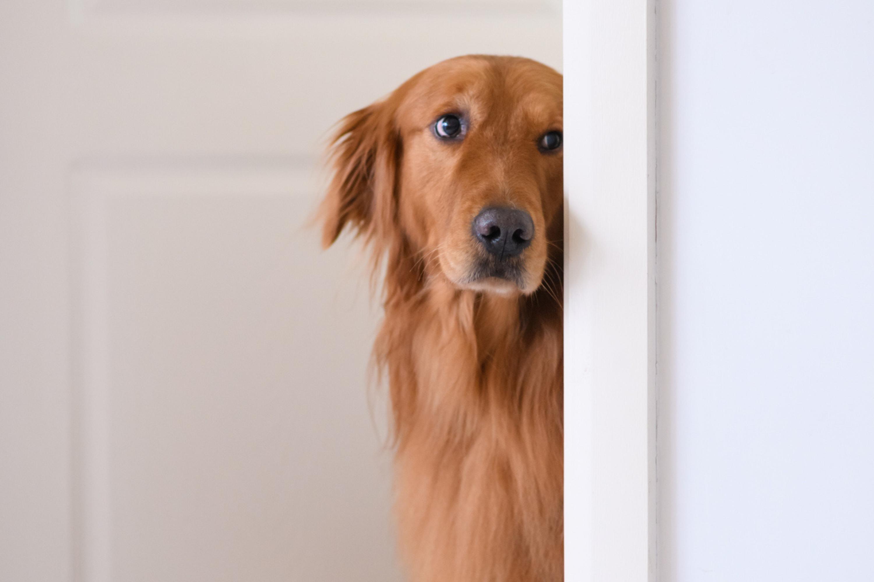 Owner asks internet why dog is "so sneaky," what they capture goes viral