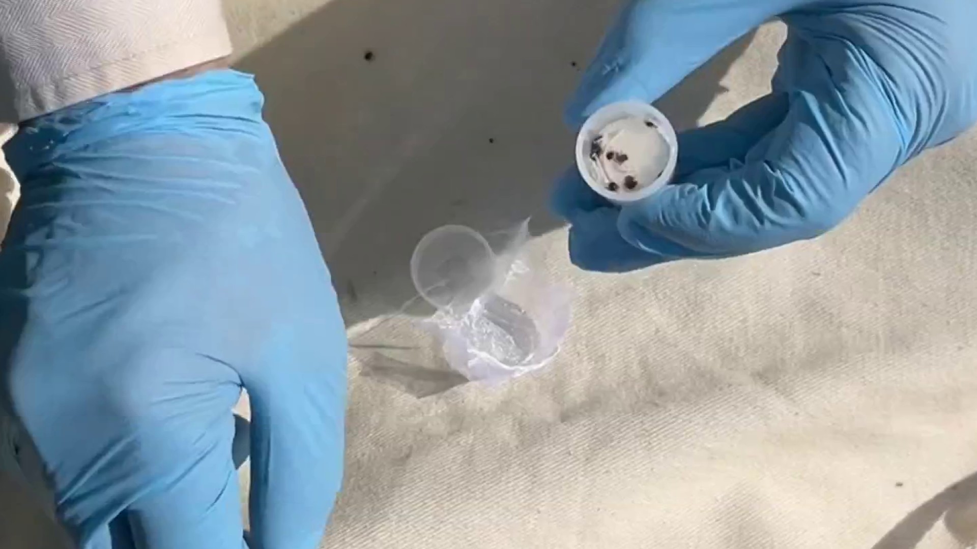 Invasive tick species poses new health risks