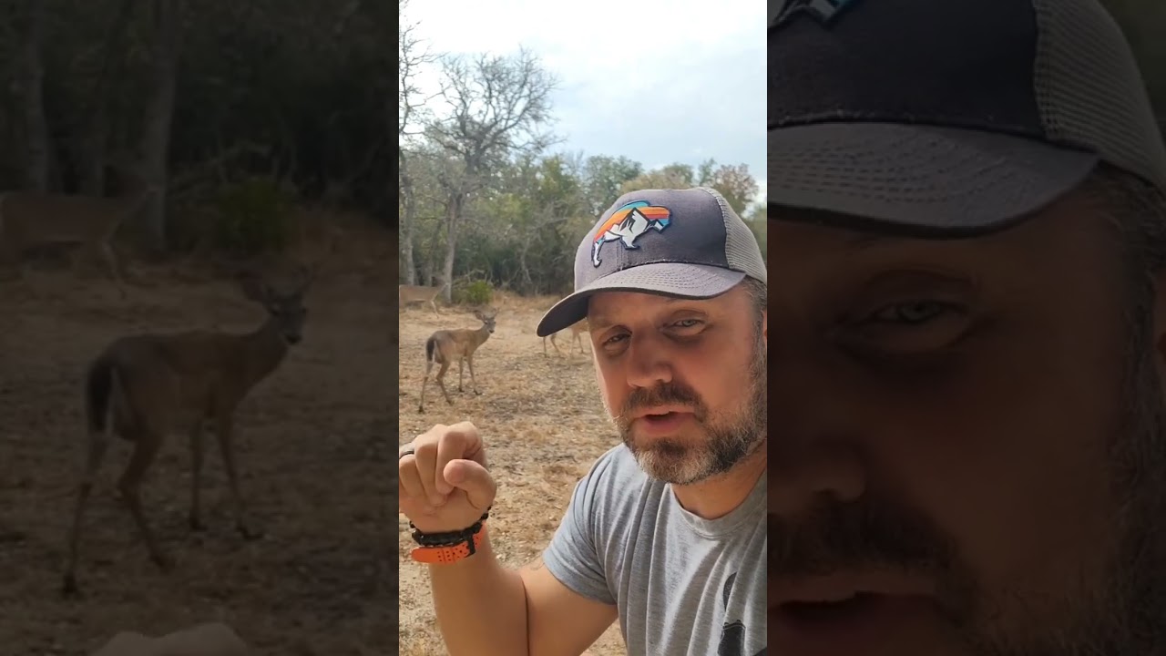 Why Whitetail Deer Raise Their Tails When Alarmed