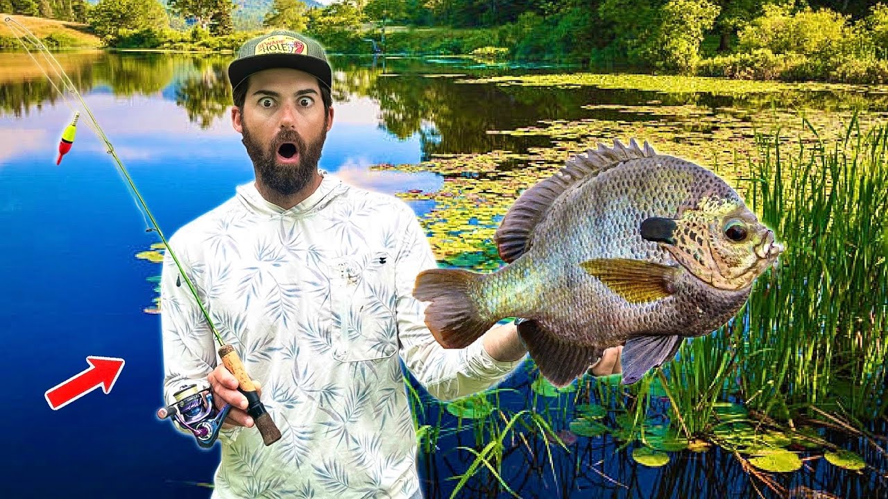 Catching the world’s largest bluegill on micro gear