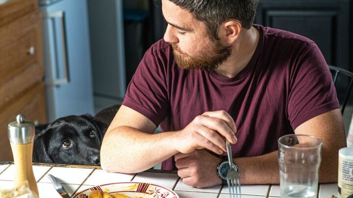 How to Stop Your Dog from Watching You While You Eat