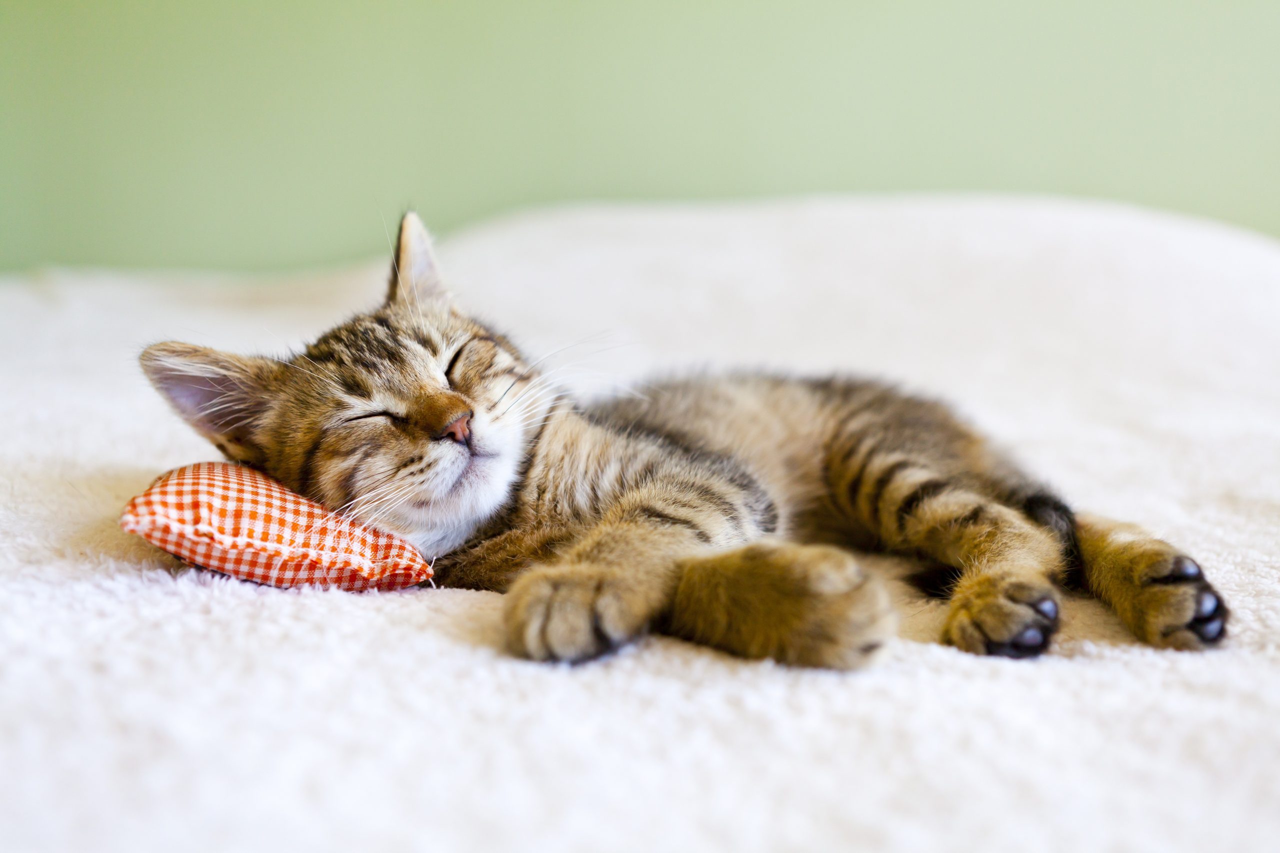 14 common cat myths you probably believed were true—until now