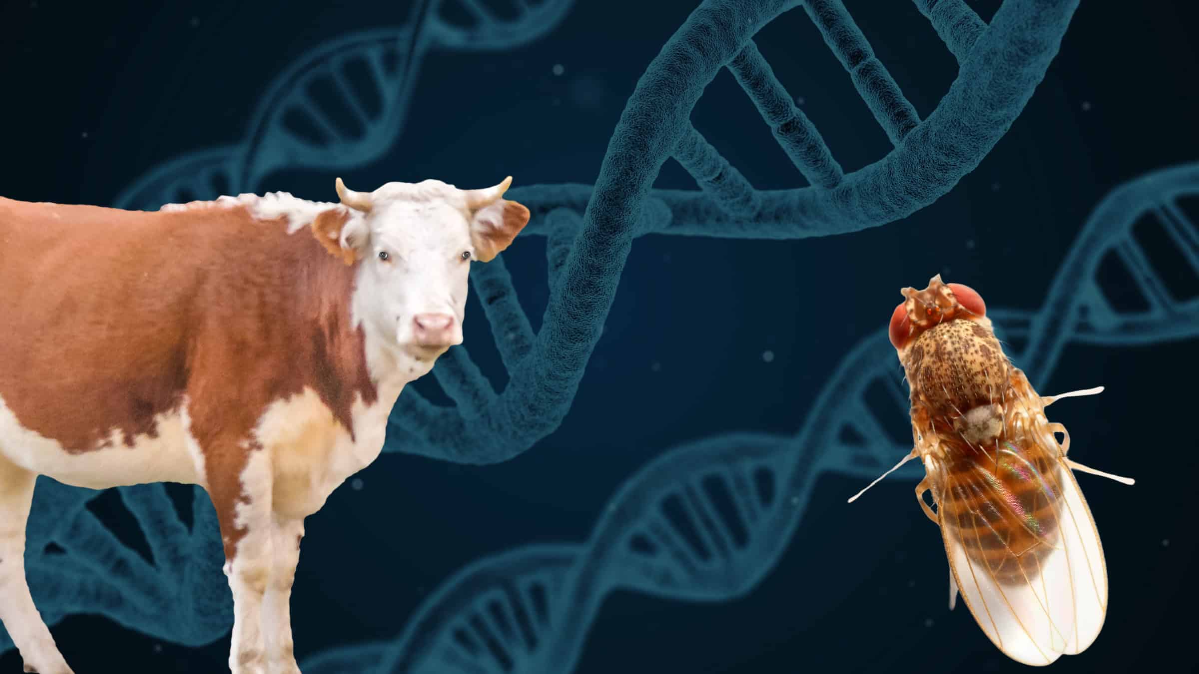 8 Animals and Plants That are Genetically Related to Humans