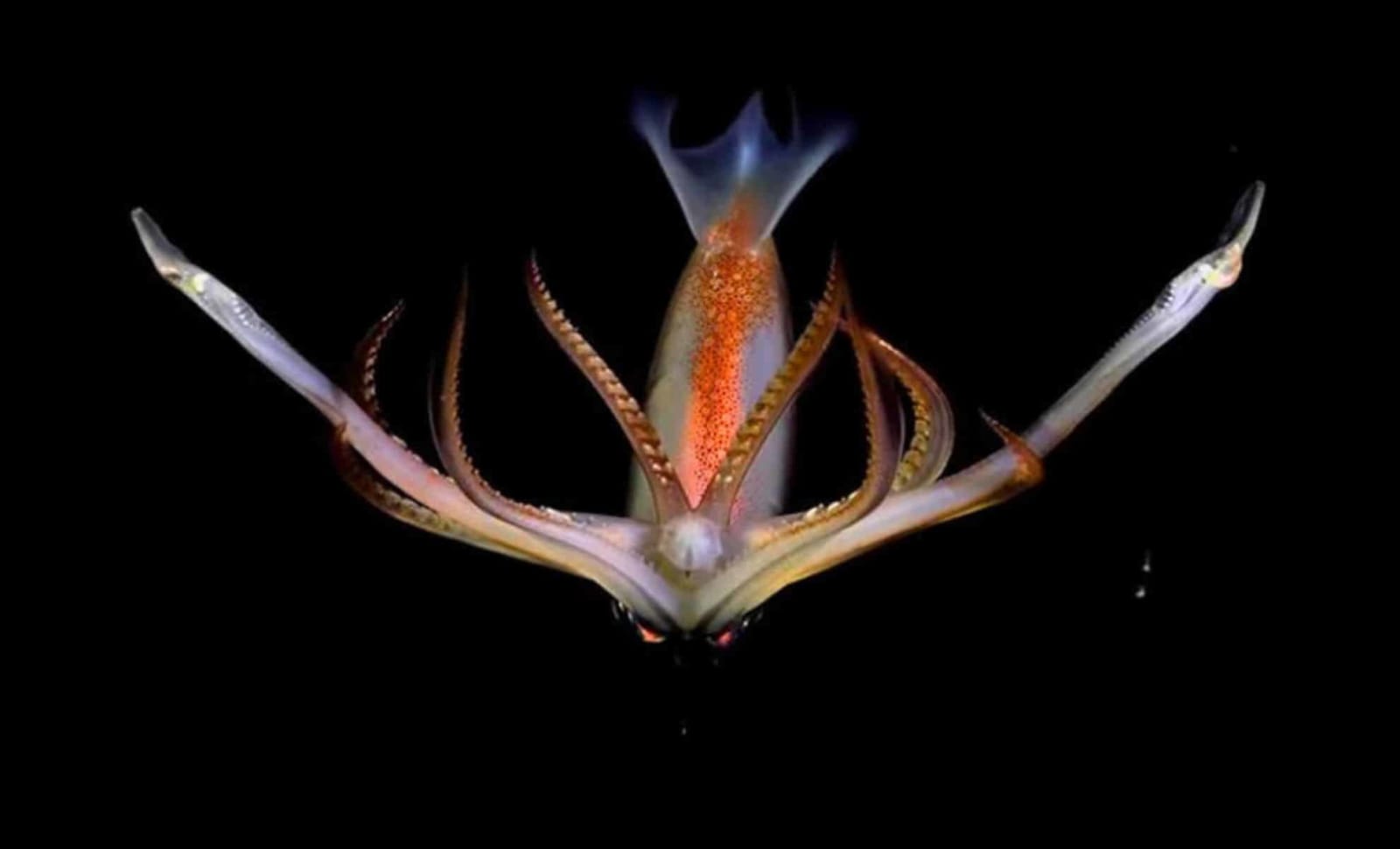This Deep-Sea Expedition, Broadcast Live for Days, Has Captured the ...