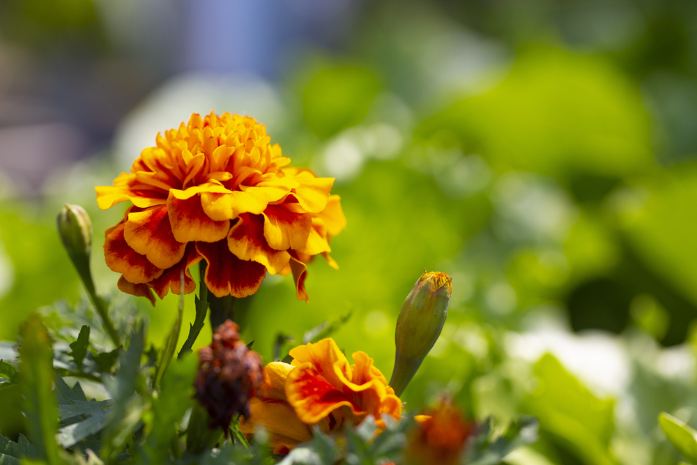 17 Low-Maintenance Flowers