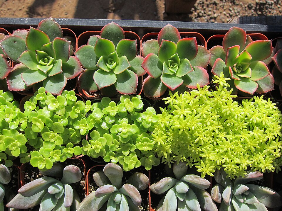 As plantas fáceis de cuidar e que não precisam de poda frequente