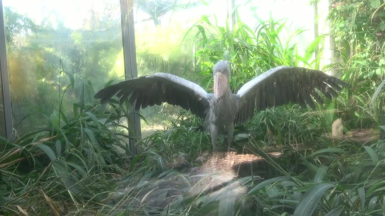 Africa's Astonishing Shoebill Stork Up Close