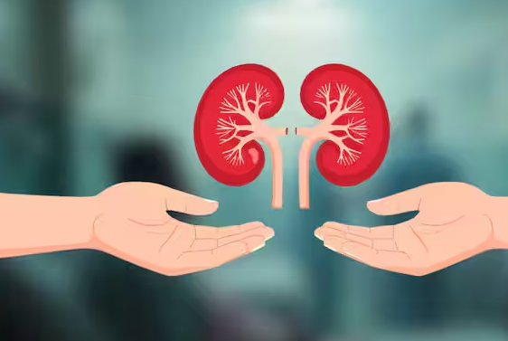 This is how you can identify if your kidneys are working properly or not.